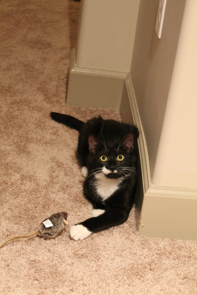 Happy 1st Birthday, Finnegan! | Kitty Update – Flourish & Blogs