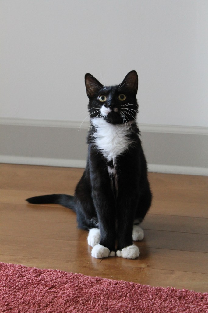 Happy 1st Birthday, Finnegan! | Kitty Update – Flourish & Blogs